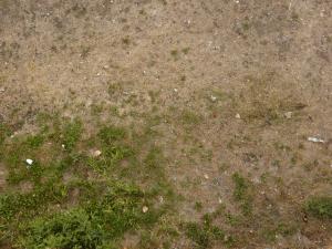 other grass textures - Texturelib